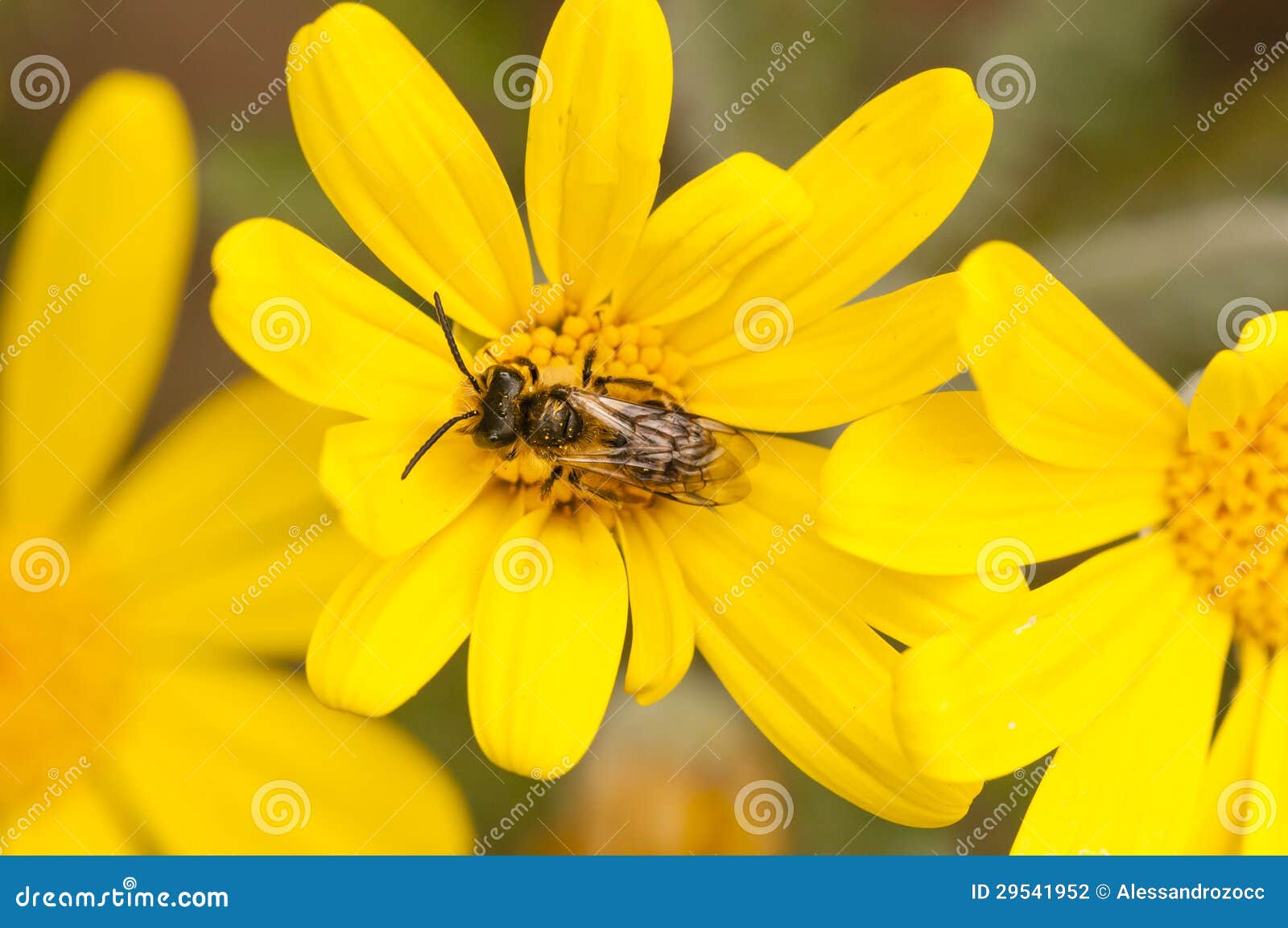 Small bee on yellow daisy stock photo. Image of spring - 29541952
