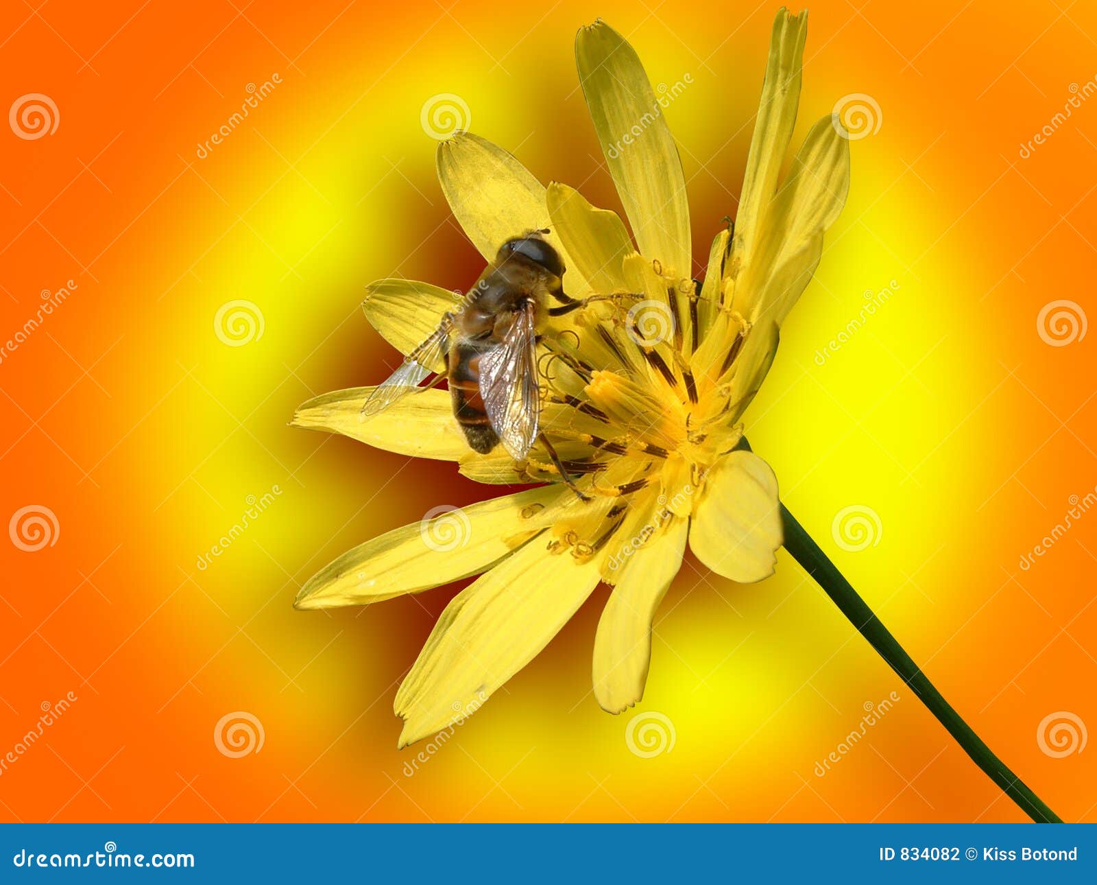 Small bee on yellow flower stock photo. Image of closeup - 834082