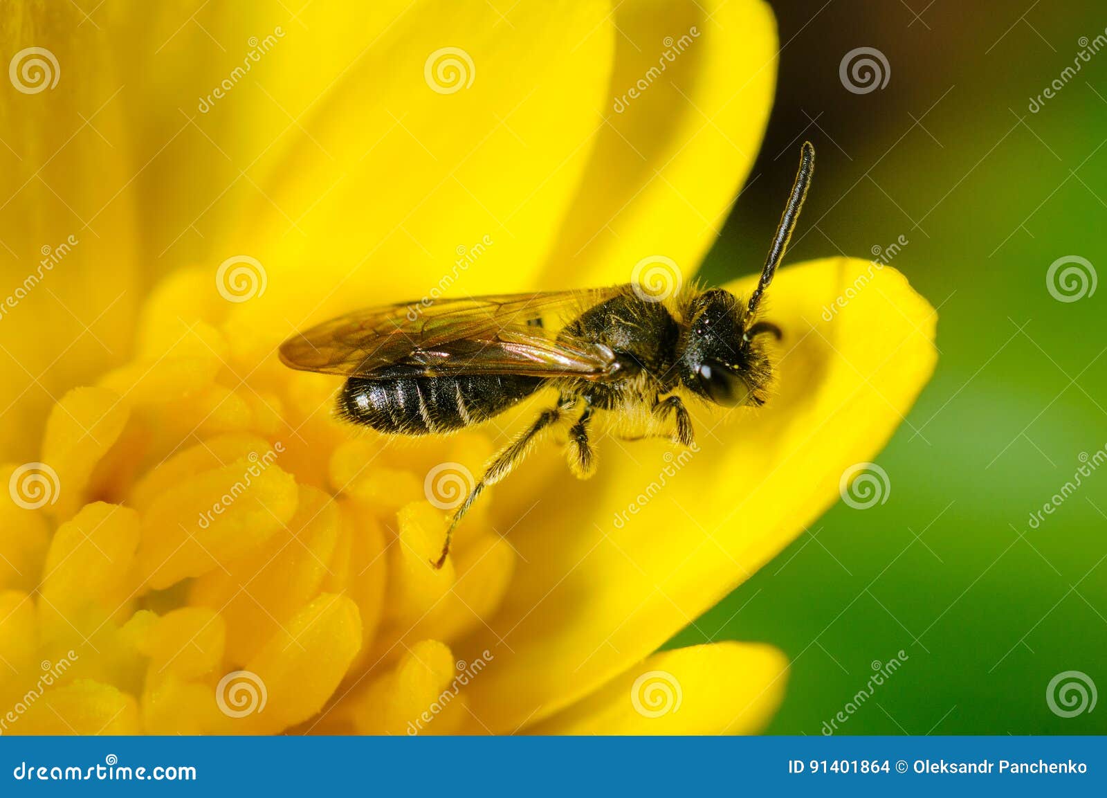 Small Bee on Yellow Flower Collect Spring Pollen Stock Photo - Image of ...