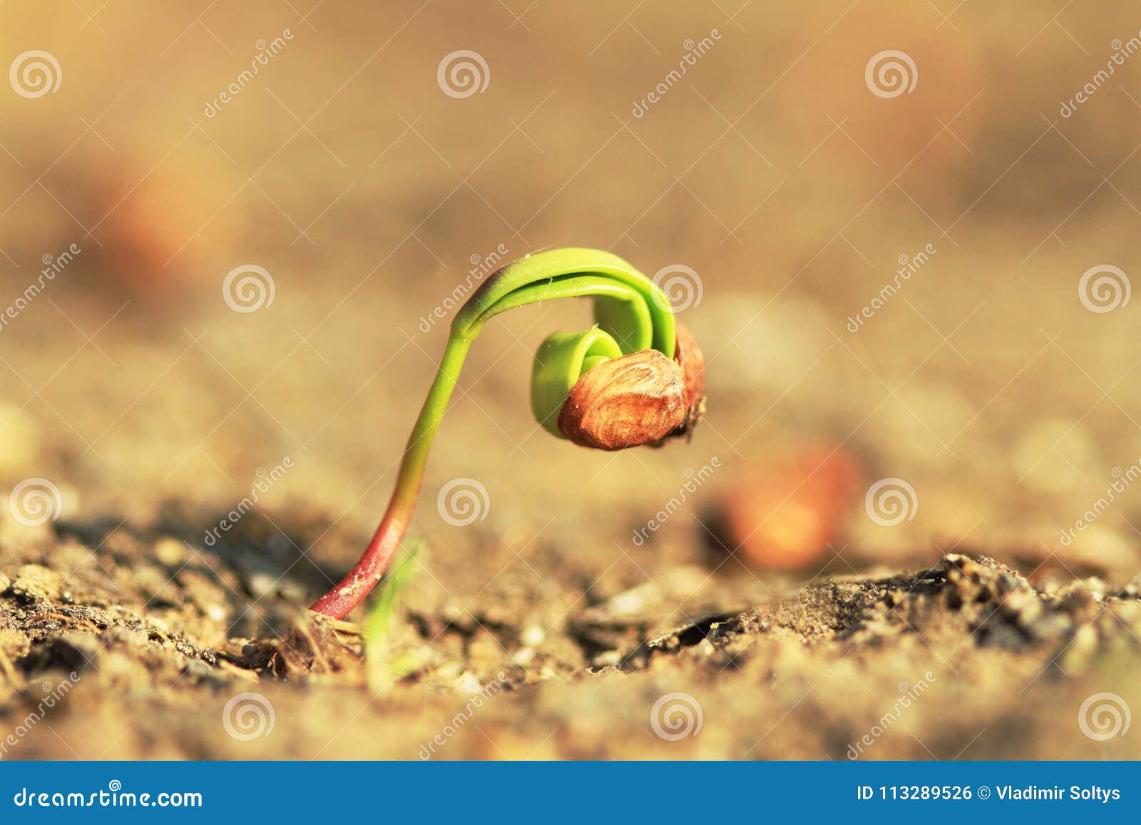 Small Beech Germinate from Clay Stock Photo - Image of clay, shallow ...