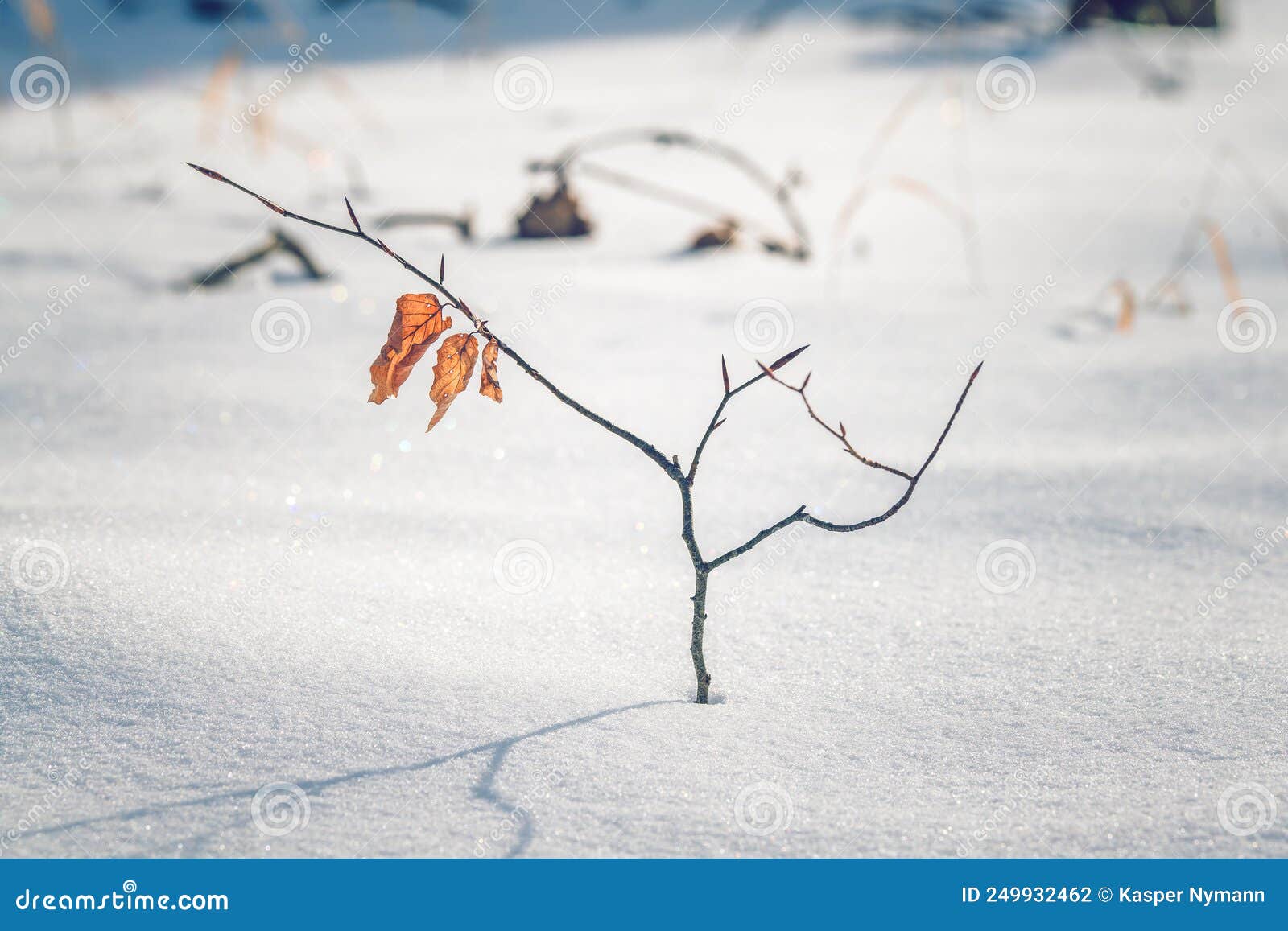 Small Beech Tree with Golden Colored Leaves Stock Photo - Image of ...