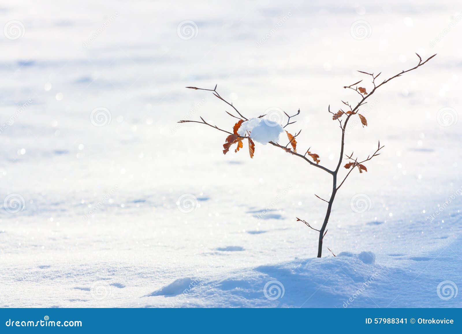 6,990 Beech Tree Winter Stock Photos - Free & Royalty-Free Stock Photos ...