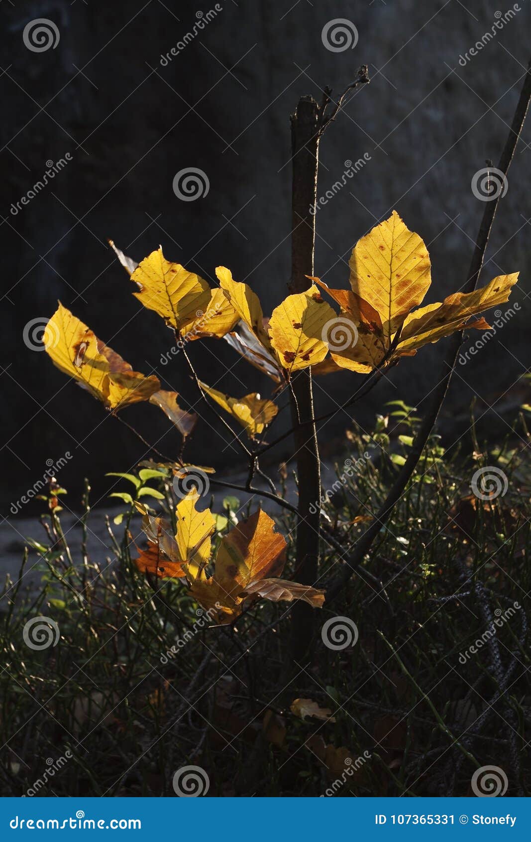 Small Beech Tree with Leaves Stock Image - Image of bark, bokeh: 107365331