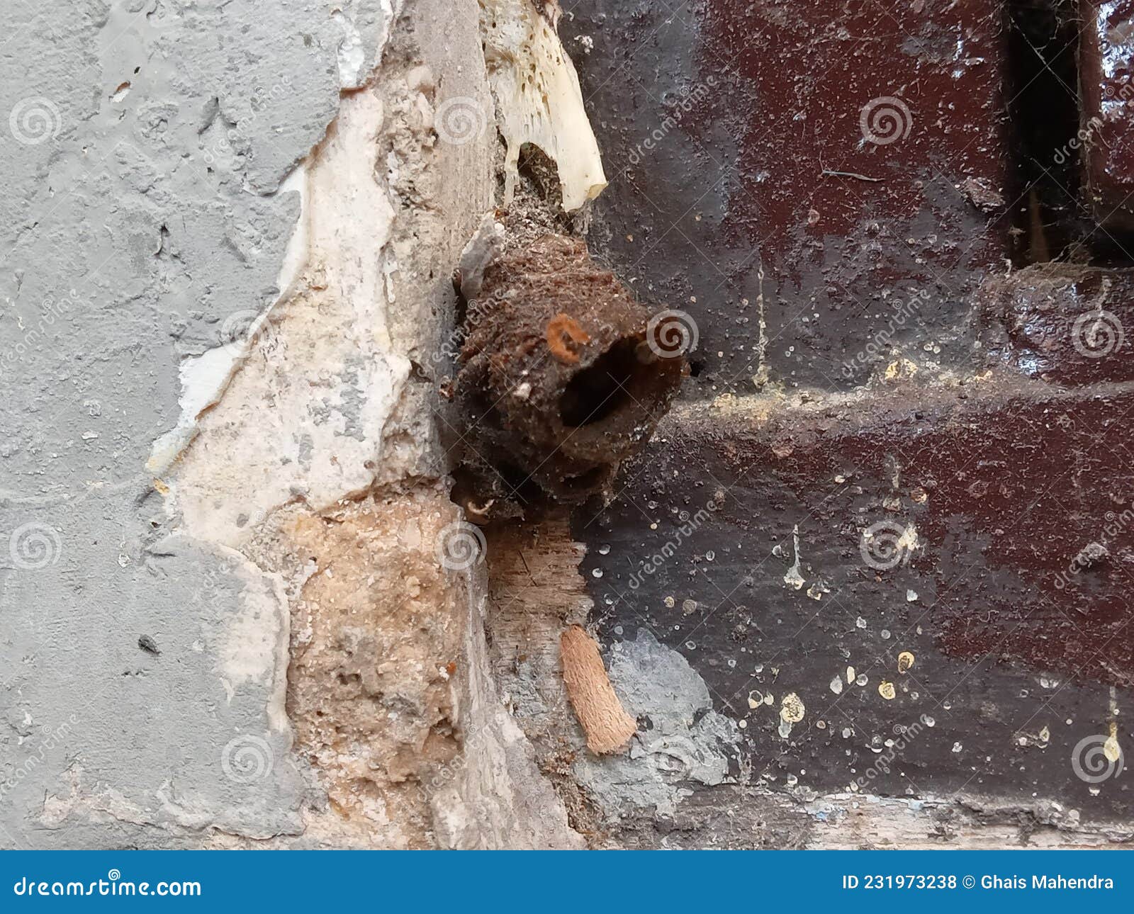 Small Beehive Stuck To the Wall Stock Photo - Image of nature, wildlife ...