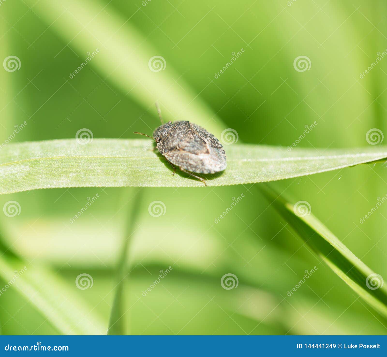 Grey Patterned Beetle Bug on Grass Blade Macro Stock Image - Image of ...