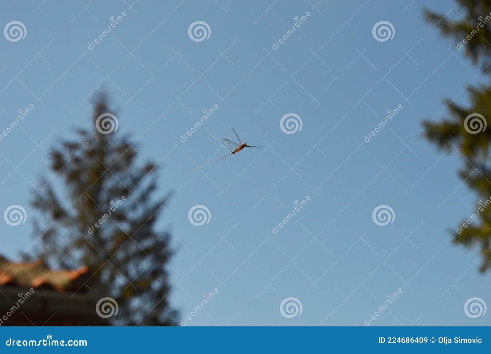 Small beetle in flight stock image. Image of nature - 224686409