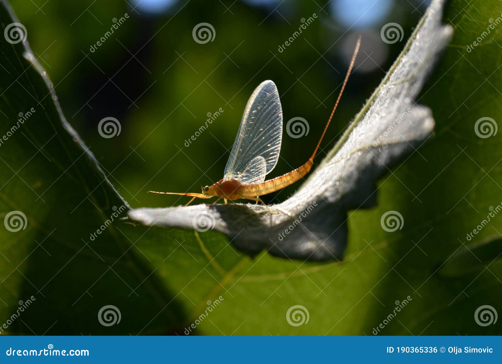 Small Beetle on a Green Leaf Stock Photo - Image of plant, macro: 190365336