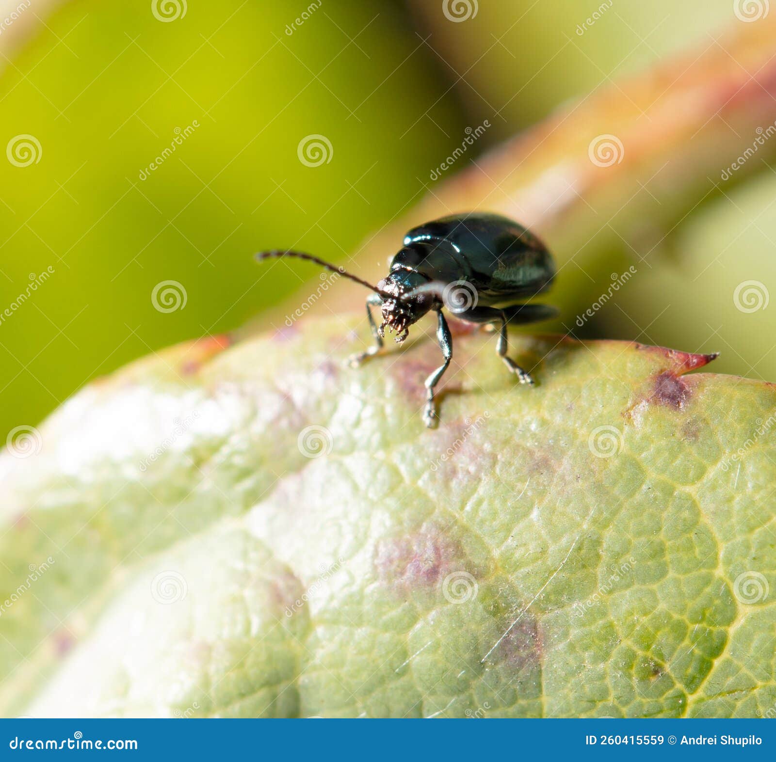 A Small Beetle Was Alighting. Royalty-Free Stock Image | CartoonDealer ...