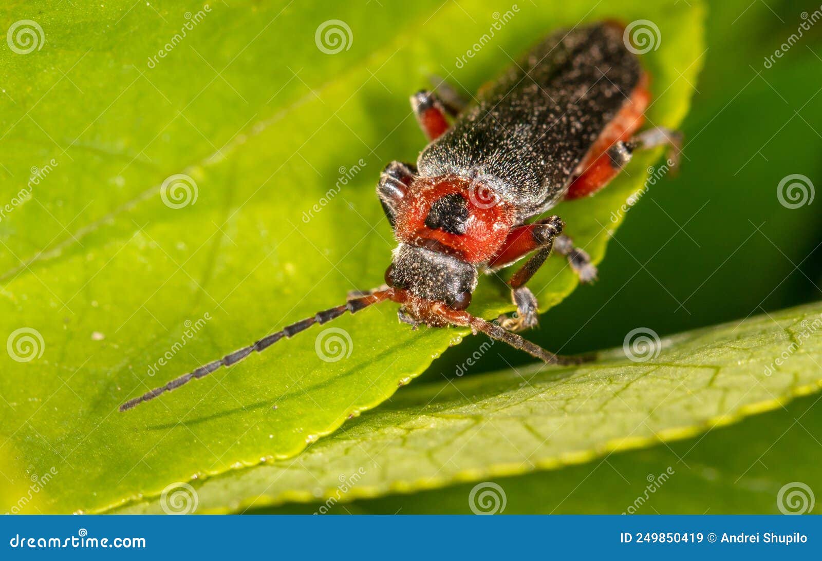 Small Beetle on a Green Leaf in Nature. Stock Image - Image of animal ...