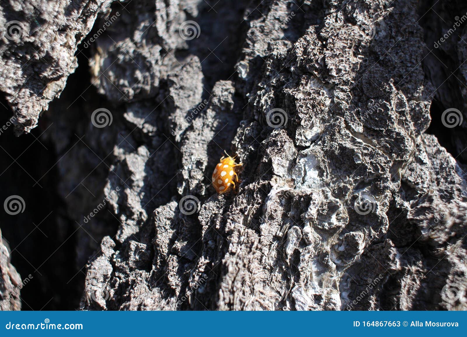 A Small Beetle Insect Crawling on the Bark of a Tree Stock Image ...