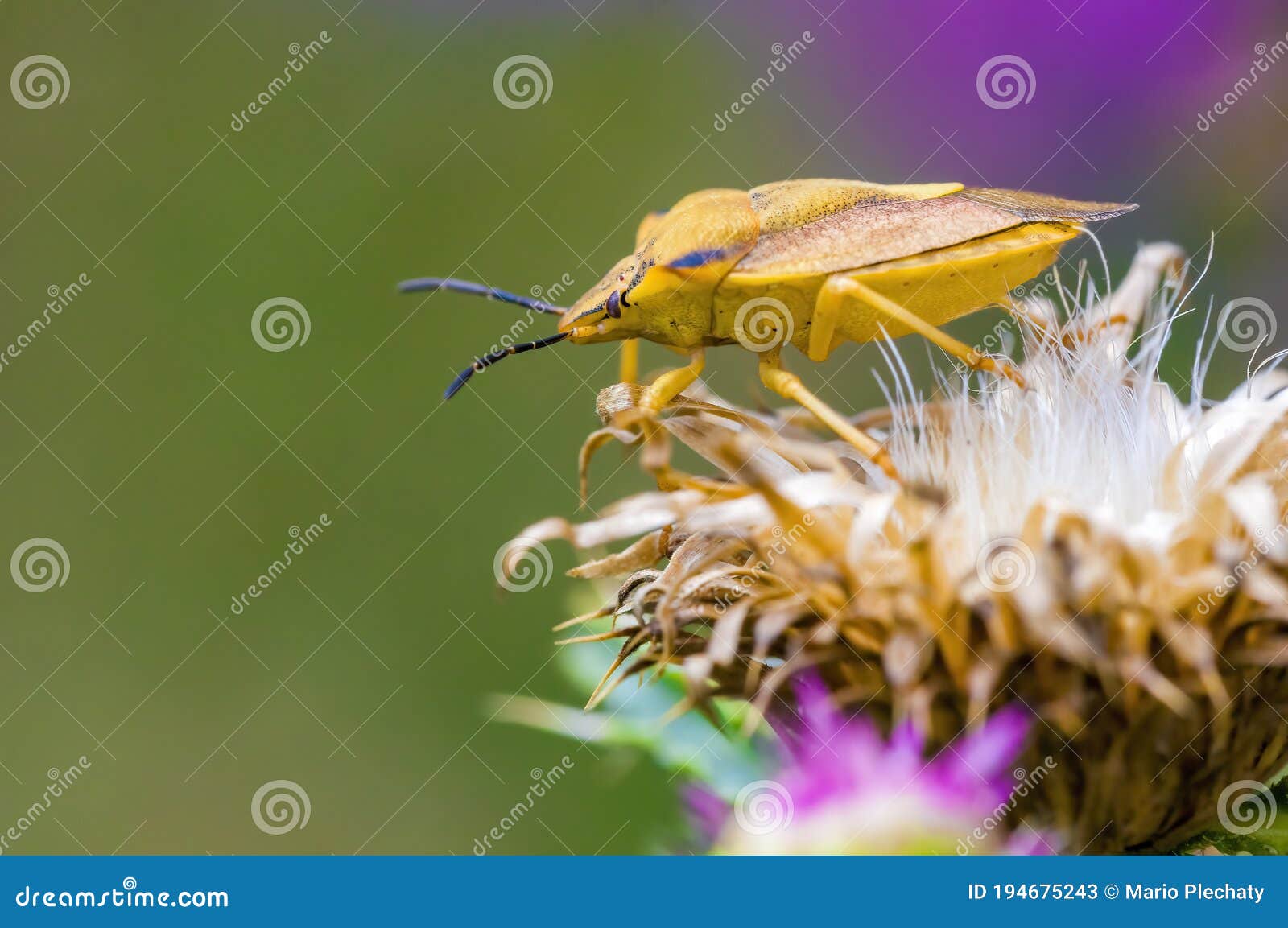 A Small Beetle Insect on a Plant in the Meadow Stock Image - Image of ...