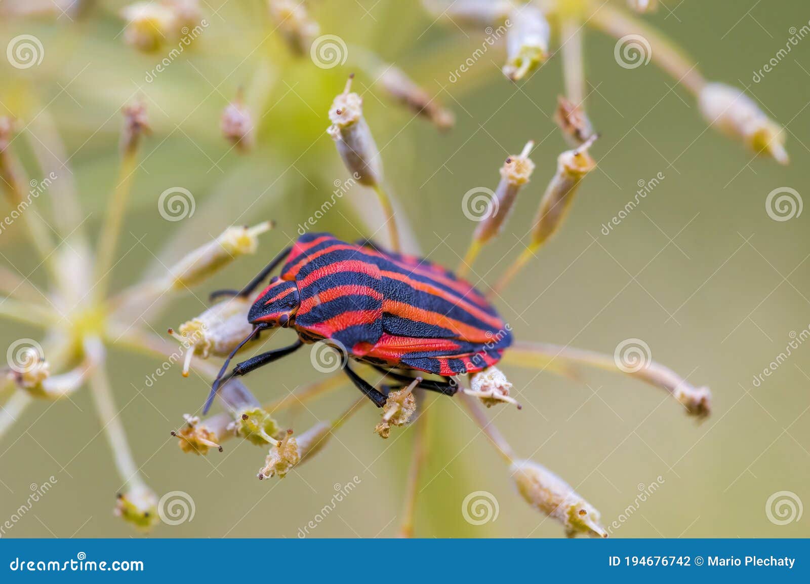 A Small Beetle Insect on a Plant in the Meadow Stock Photo - Image of ...