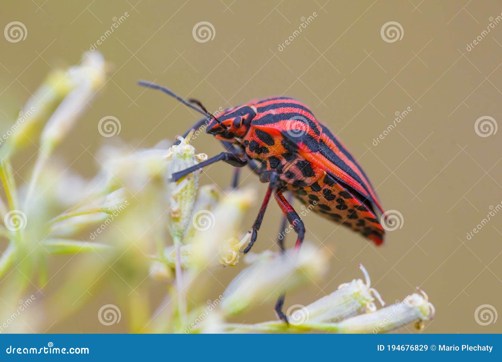 A Small Beetle Insect on a Plant in the Meadow Stock Image - Image of ...