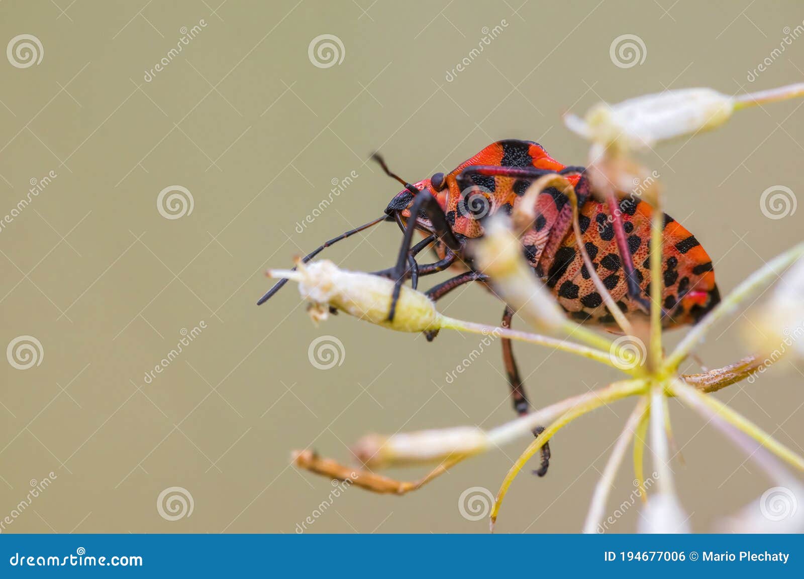 A Small Beetle Insect on a Plant in the Meadow Stock Photo - Image of ...