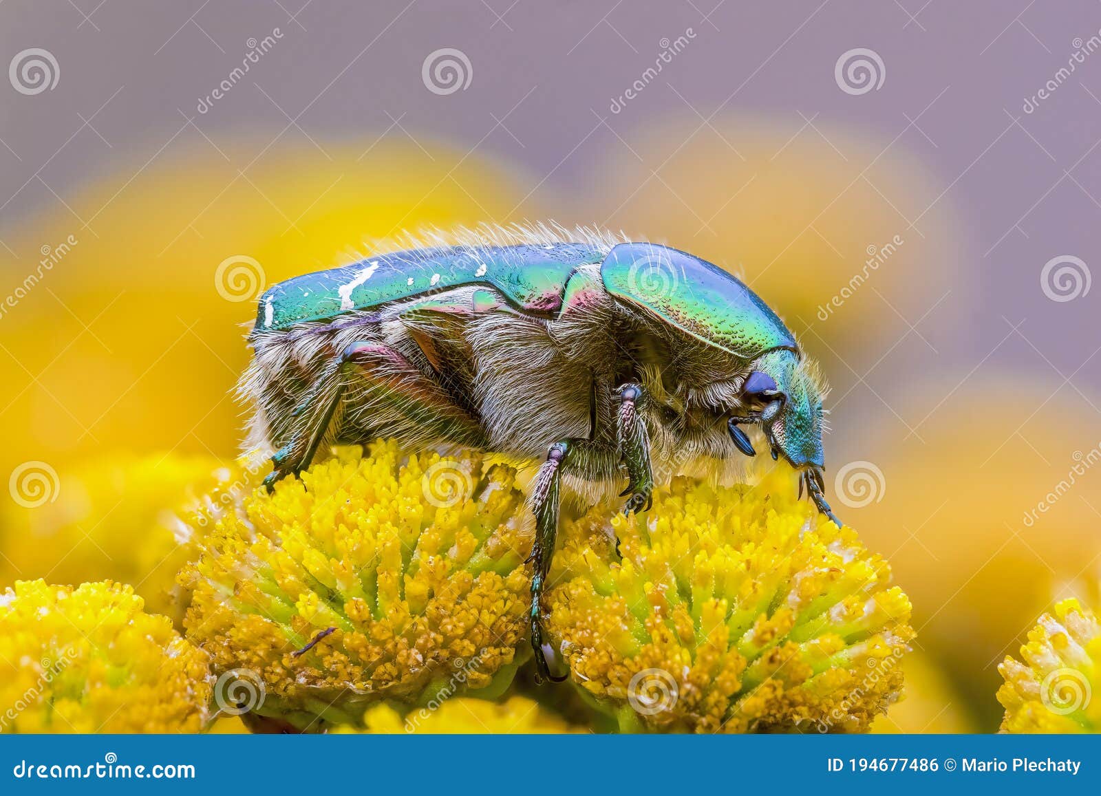 A Small Beetle Insect on a Plant in the Meadow Stock Photo - Image of ...