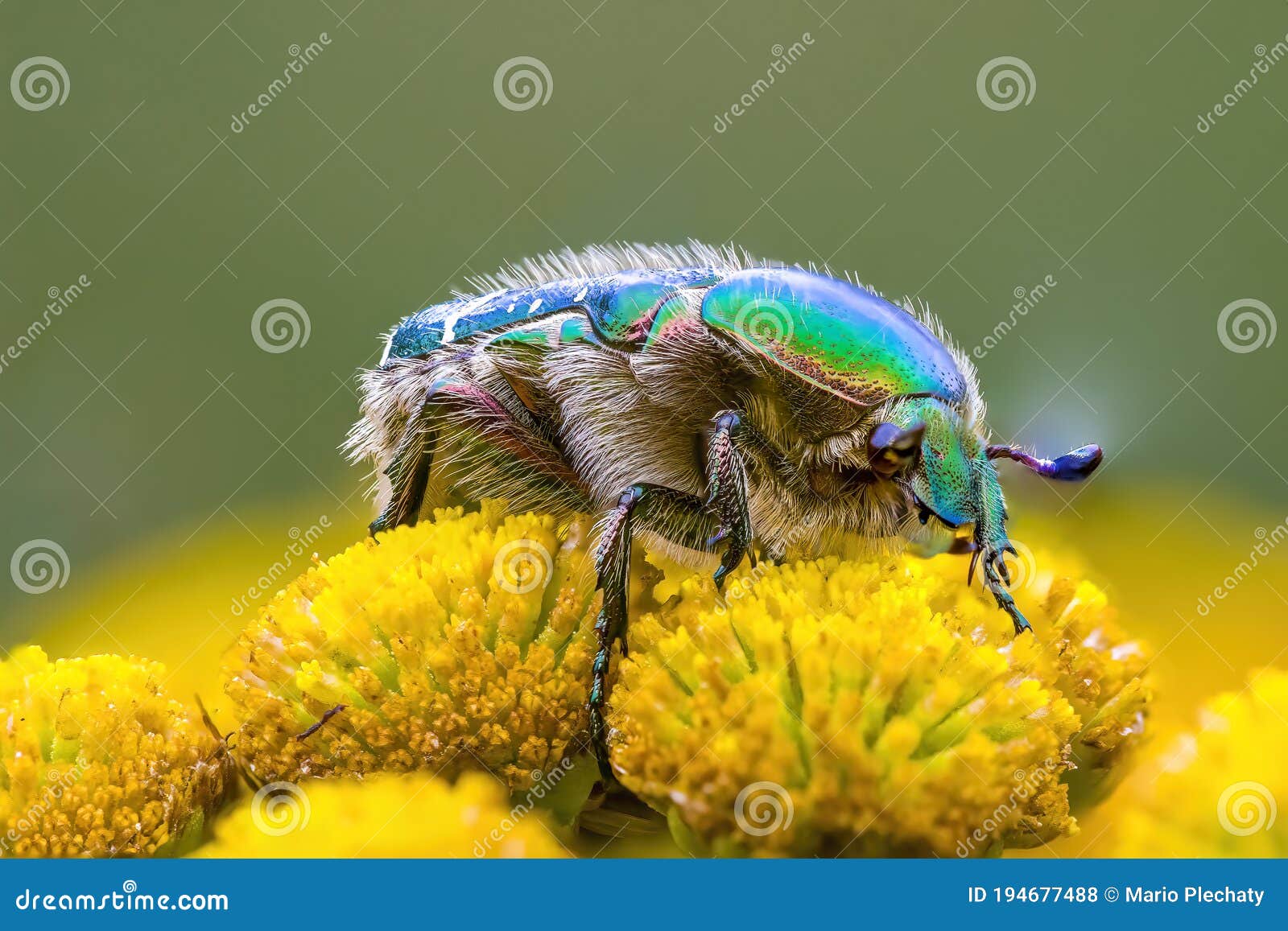 A Small Beetle Insect on a Plant in the Meadow Stock Photo - Image of ...