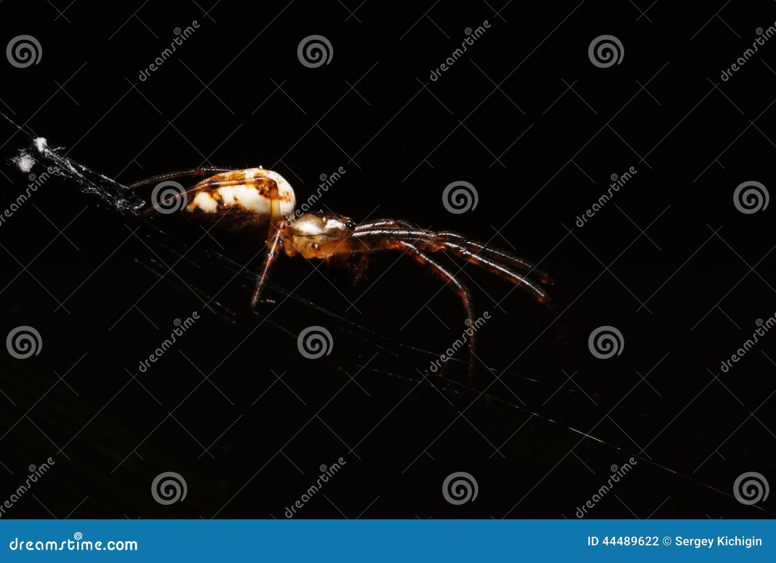 Macro Creepy Close Up Of A Lot Of Harlequin Cockroach Neostylopyga ...