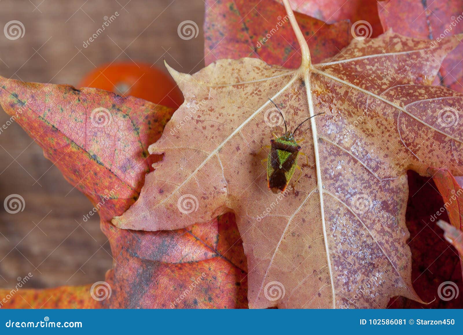 Small Beetle is Sitting on Autumn Maple Leave. Stock Image - Image of ...