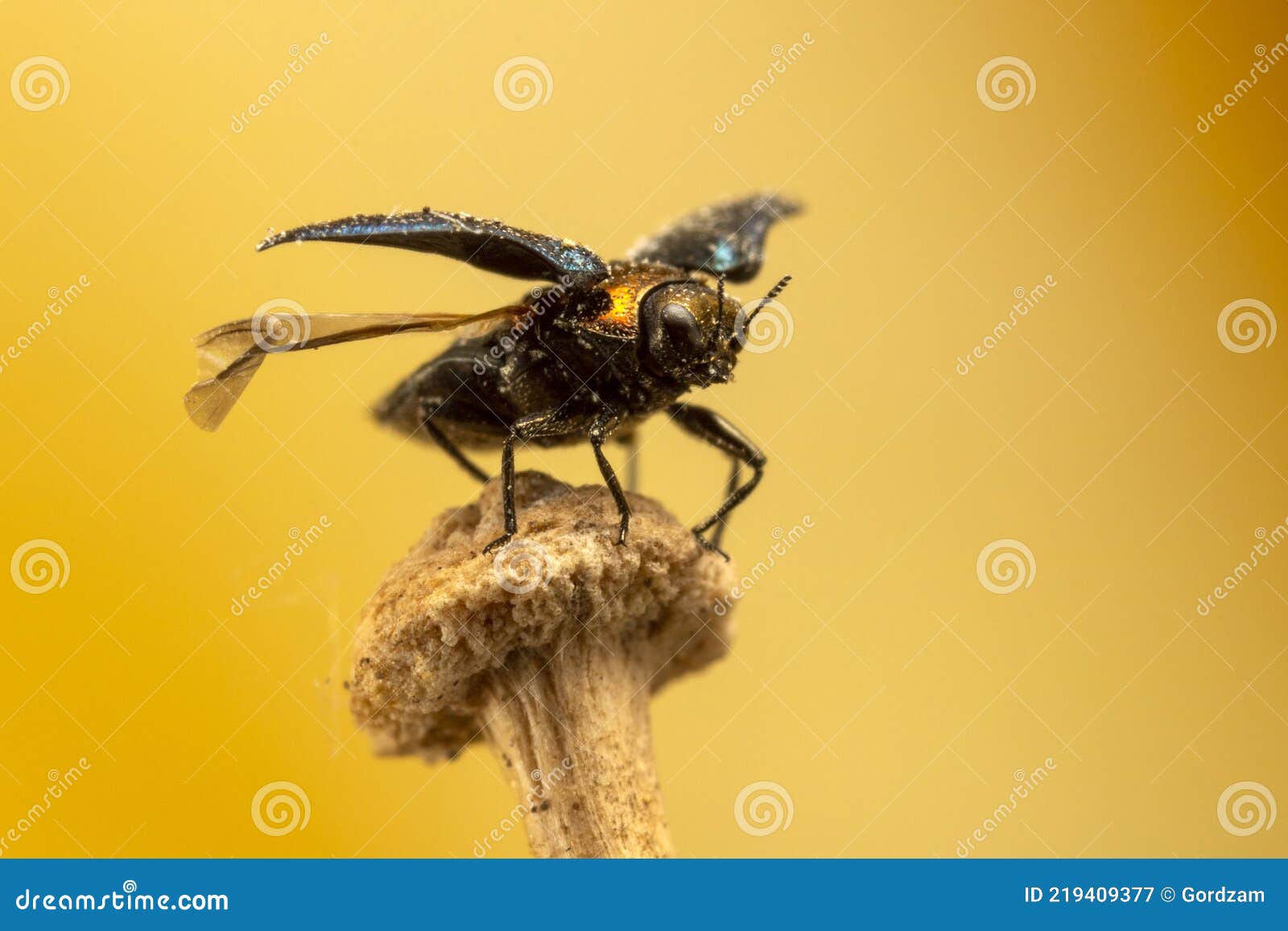 Small Beetle about To Take Flight Stock Image - Image of natural ...