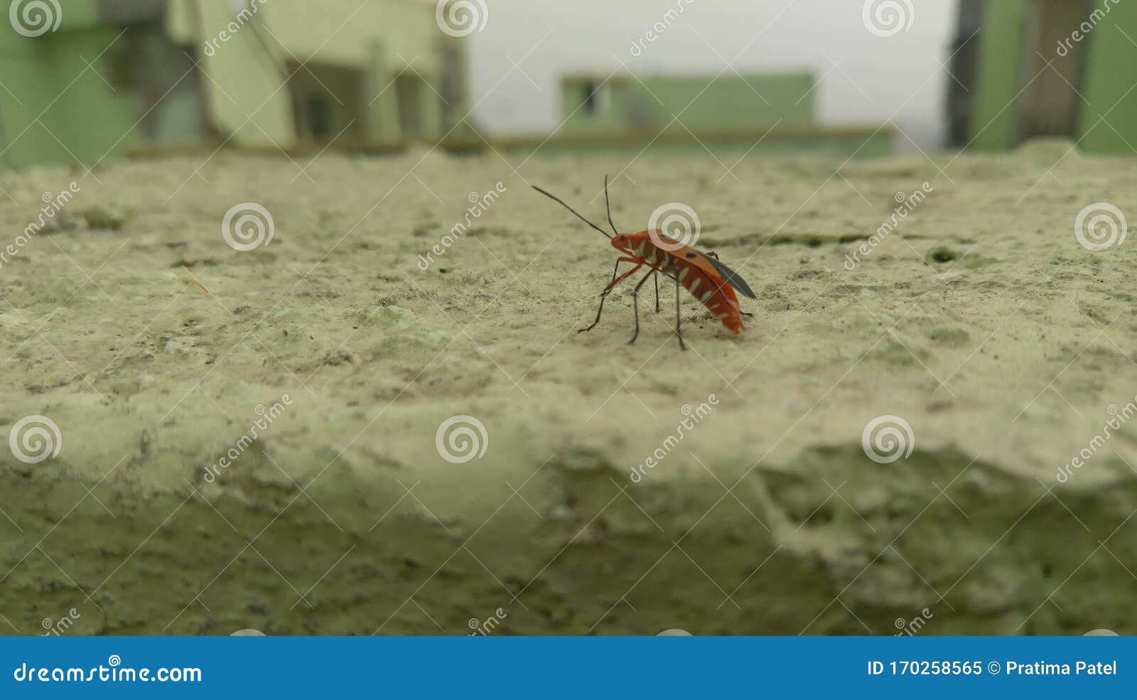 Small Beetle Walking in the Ground, Bug on the Wall Stock Image - Image ...