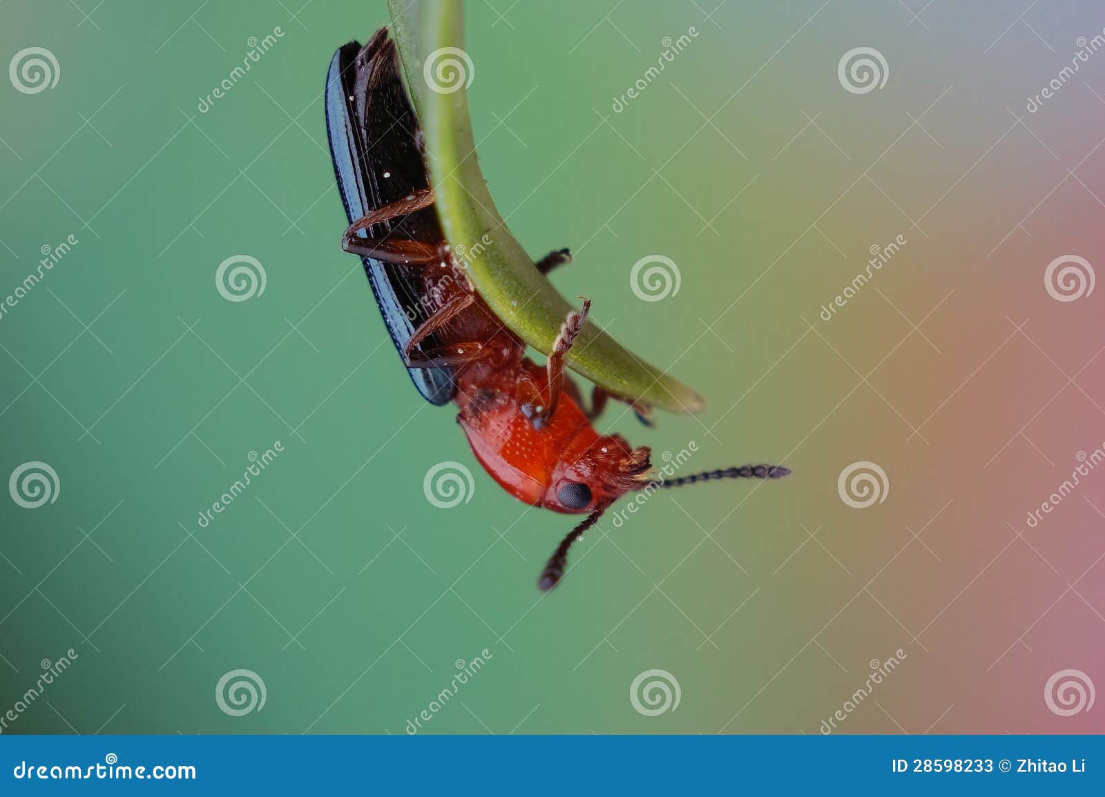 Small beetles stock image. Image of ecological, closeup - 28598233