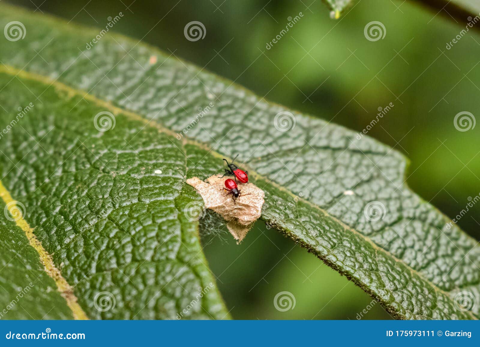 Small Beetles with Red Elytra and Black Head on a Green Leaf Stock ...