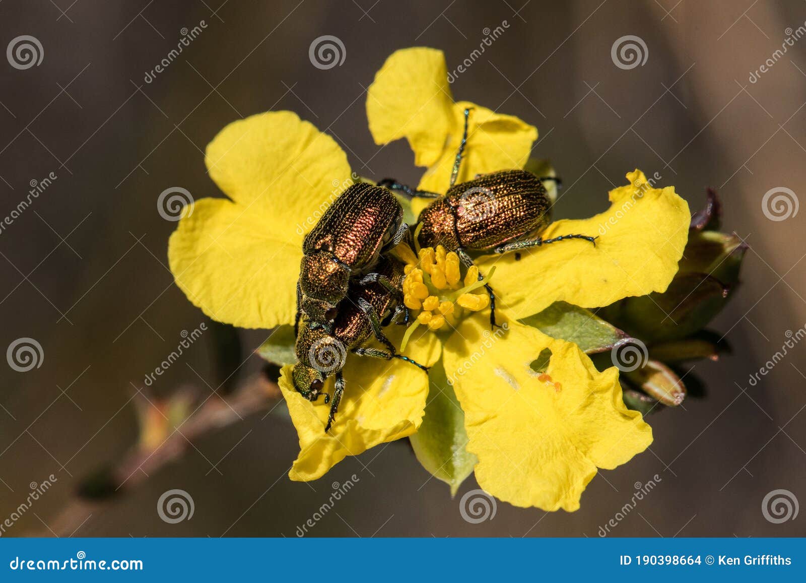 Small Beetles Stock Photography | CartoonDealer.com #190398668