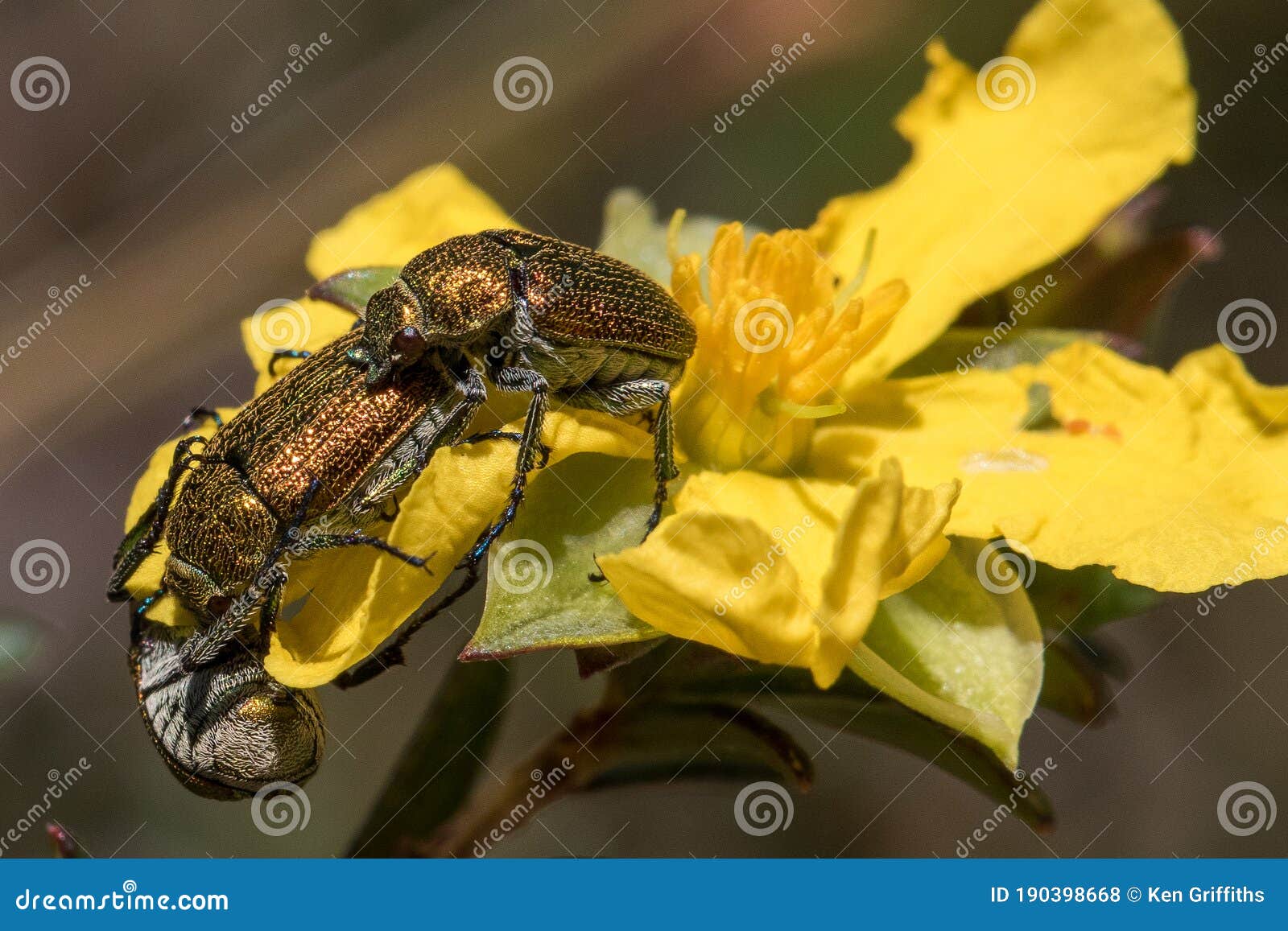 Small beetles stock photo. Image of yellow, nature, small - 190398668