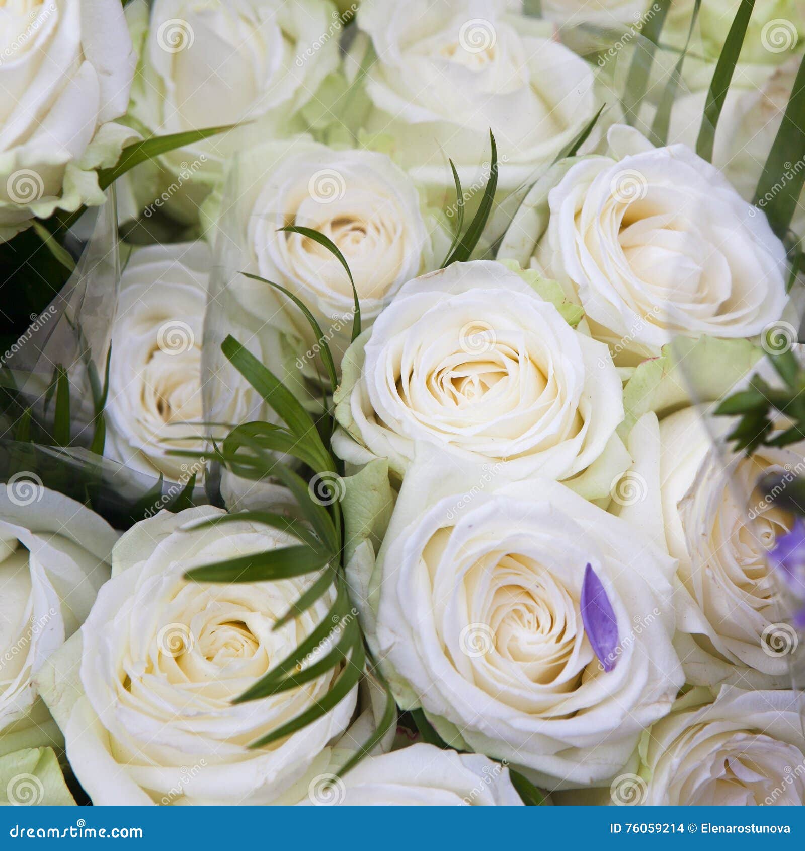 Small beige roses stock photo. Image of card, pattern - 76059214