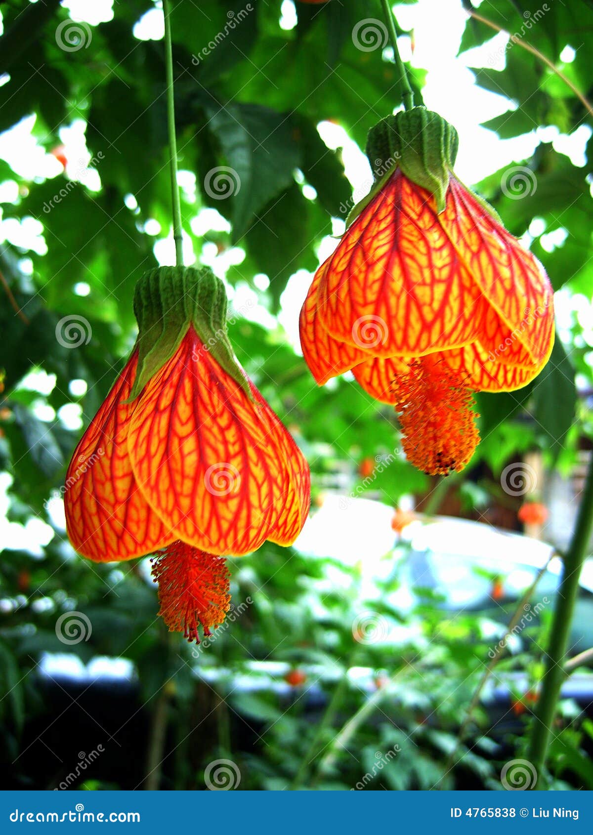 Bell Flower, Ixia Paniculata, Flowering Plants Stock Photo ...