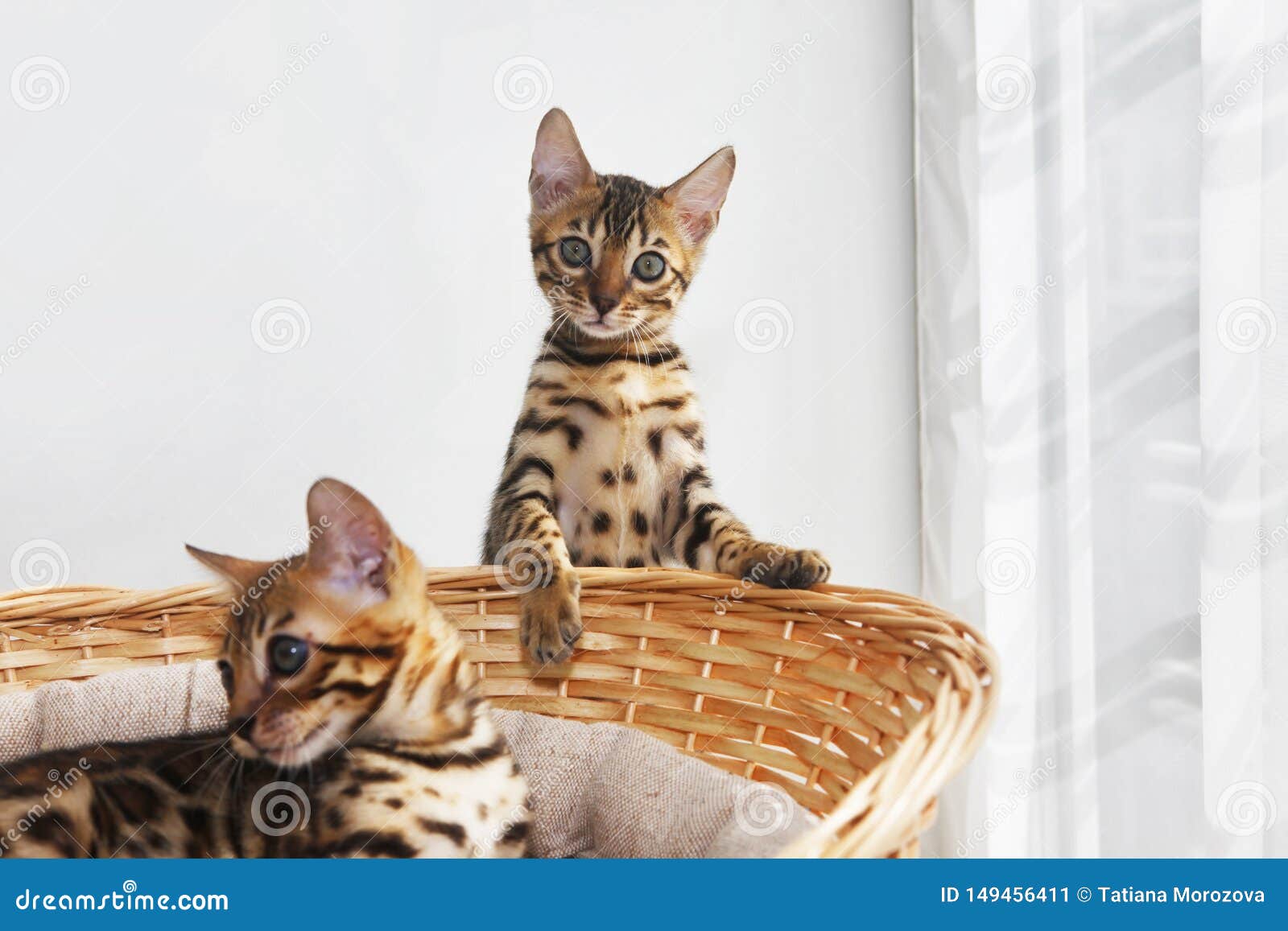 Small bengal kitten stock image. Image of bengalensis - 149456411