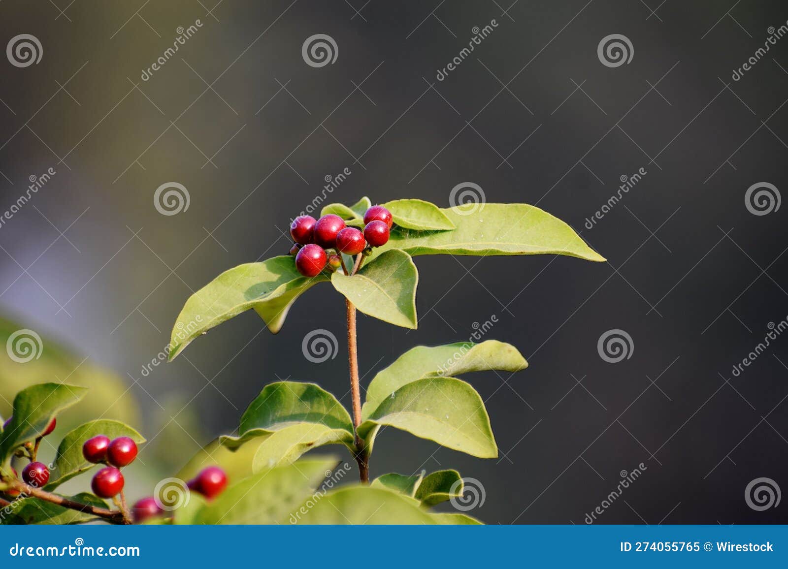 Small Berries Growing on the Branches of Trees in the Forest Stock ...