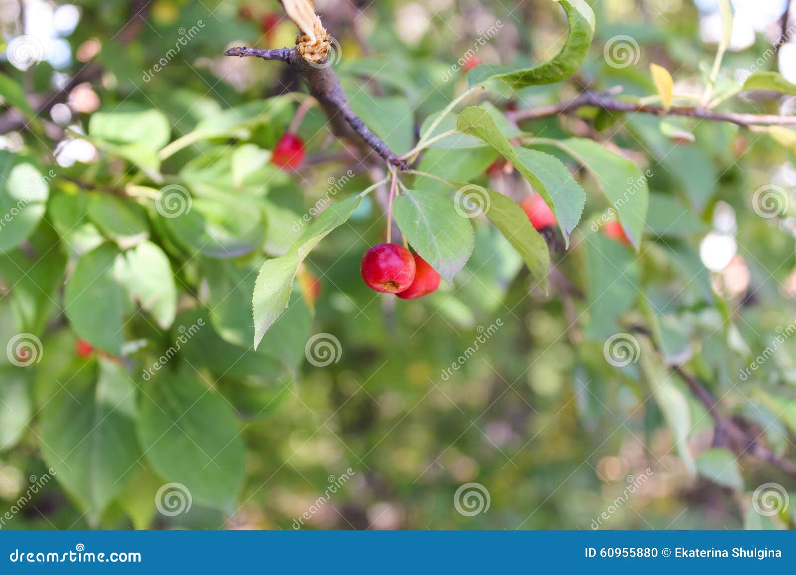 Small Berries stock photo. Image of sheet, plant, small - 60955880