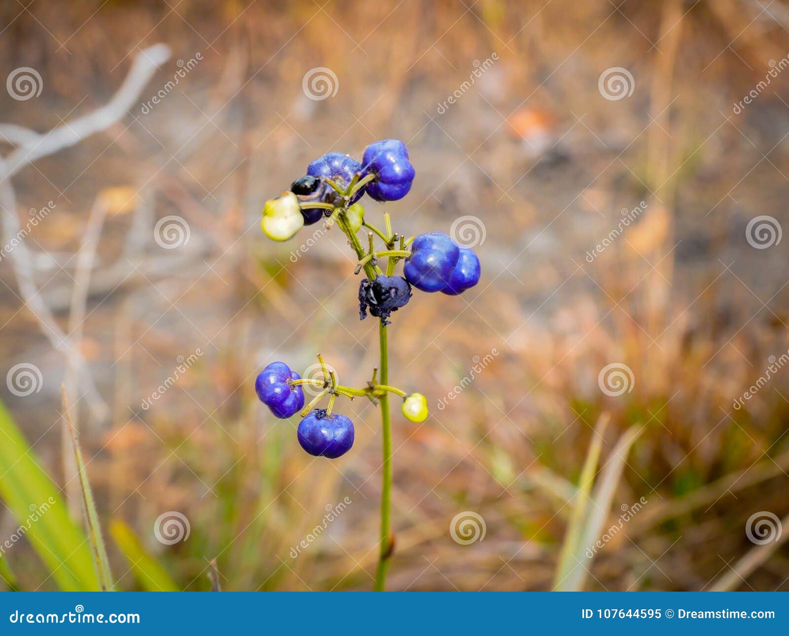 Small berry stock image. Image of vacation, nature, leaf - 107644595