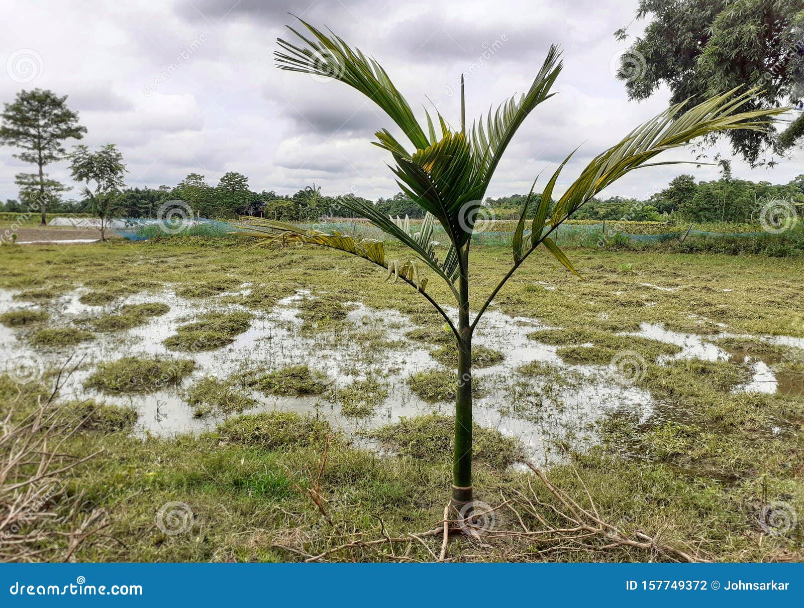 Small Betel Nut Tree in the Field Stock Photo - Image of leaves, field ...