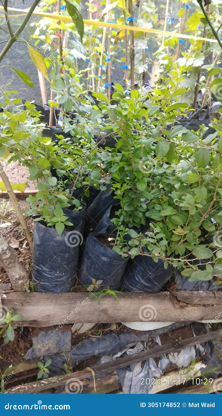 A Small Bidara Tree with Many Benefits Stock Photo - Image of tree ...