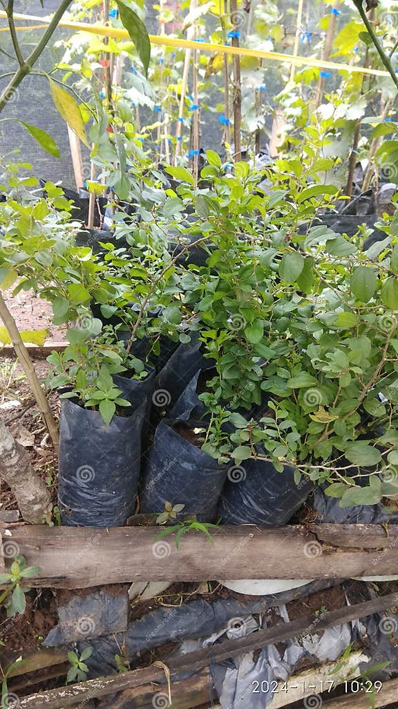 A Small Bidara Tree with Many Benefits Stock Photo - Image of tree ...