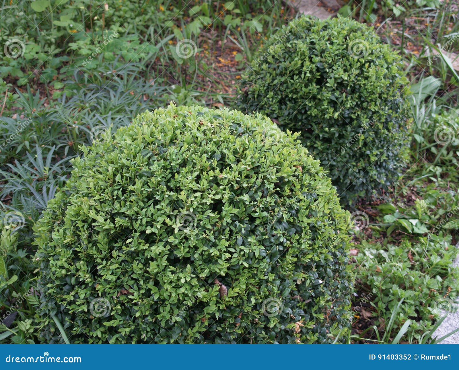 Small and big beech shrub stock photo. Image of shape - 91403352