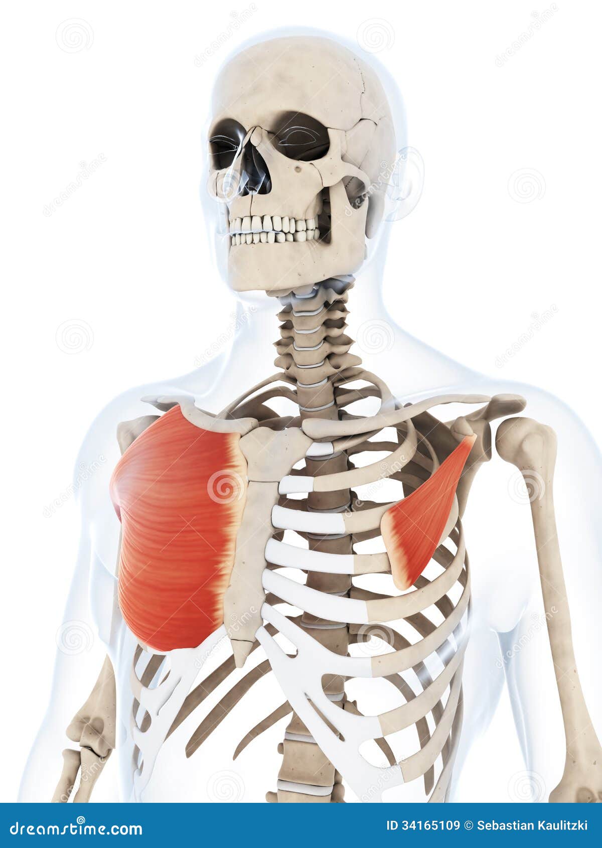 The Small and Big Breast Muscle Stock Illustration - Illustration of ...