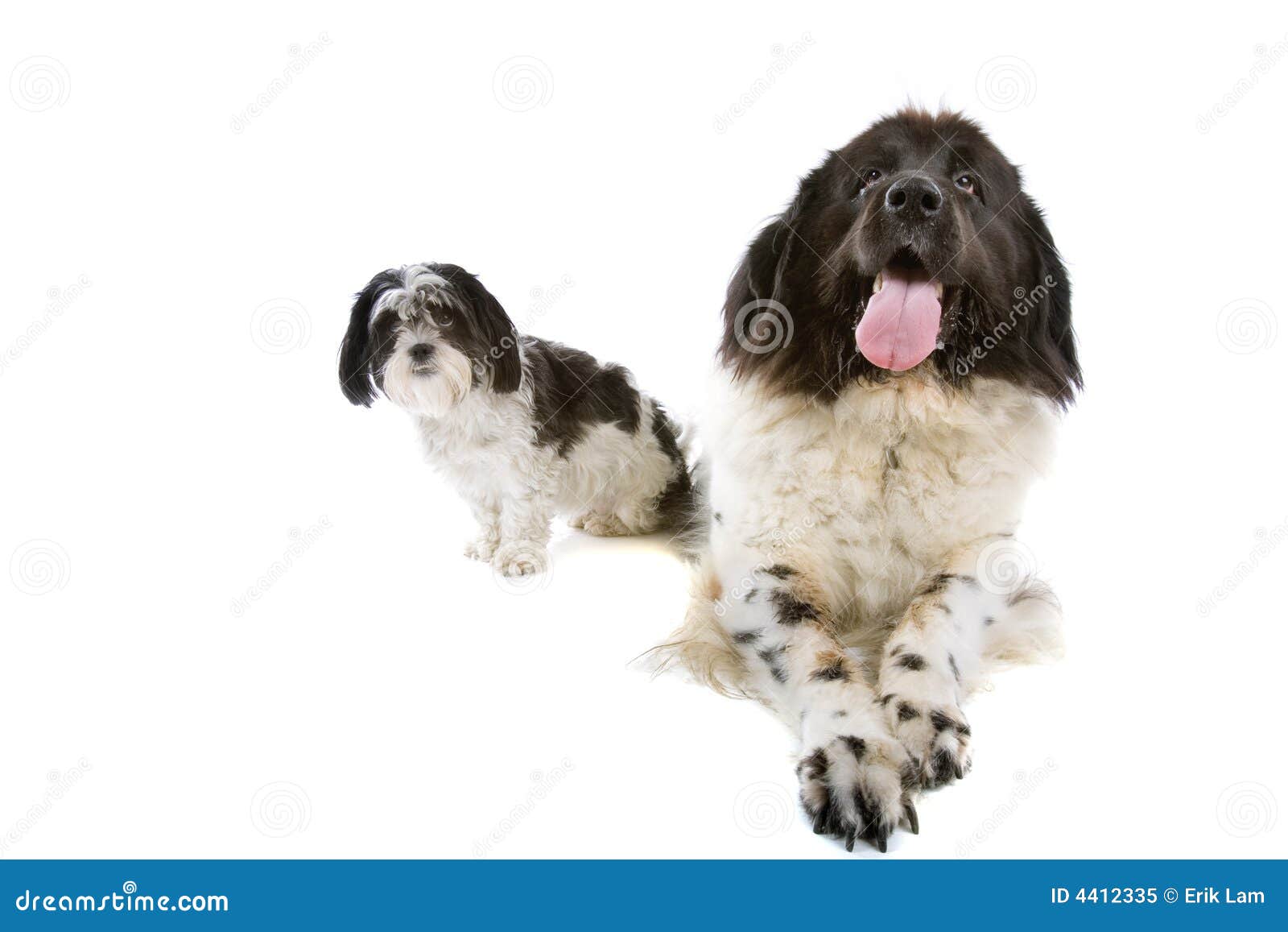 Small and big dog stock image. Image of breed, animal - 4412335
