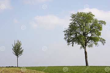 Small and big tree stock image. Image of countryside, horizon - 9111377