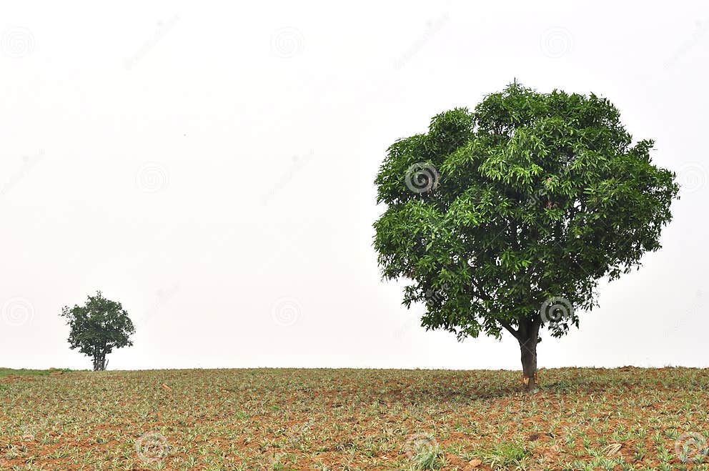 A Small and Big Tree with New Leaf Growth Stock Photo - Image of branch ...