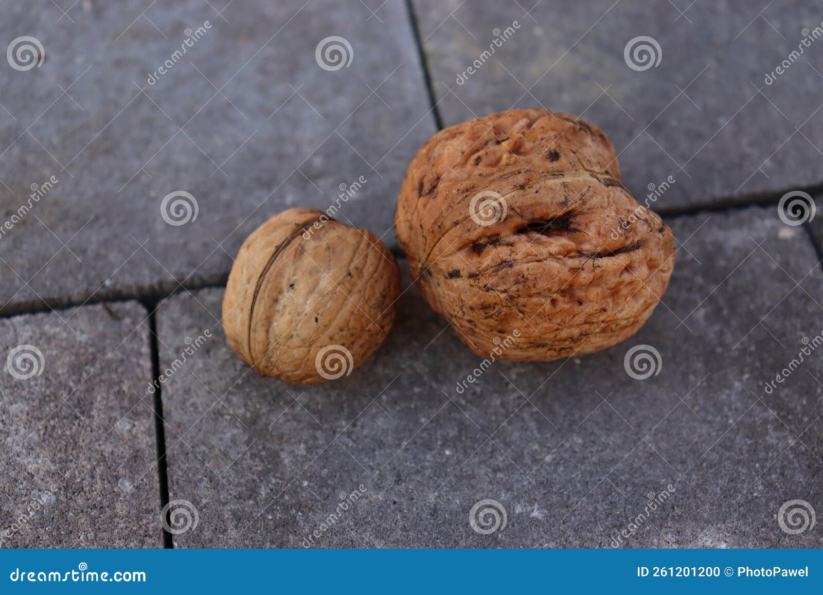 Small and Big Walnuts. Different Concept Stock Photo - Image of ...