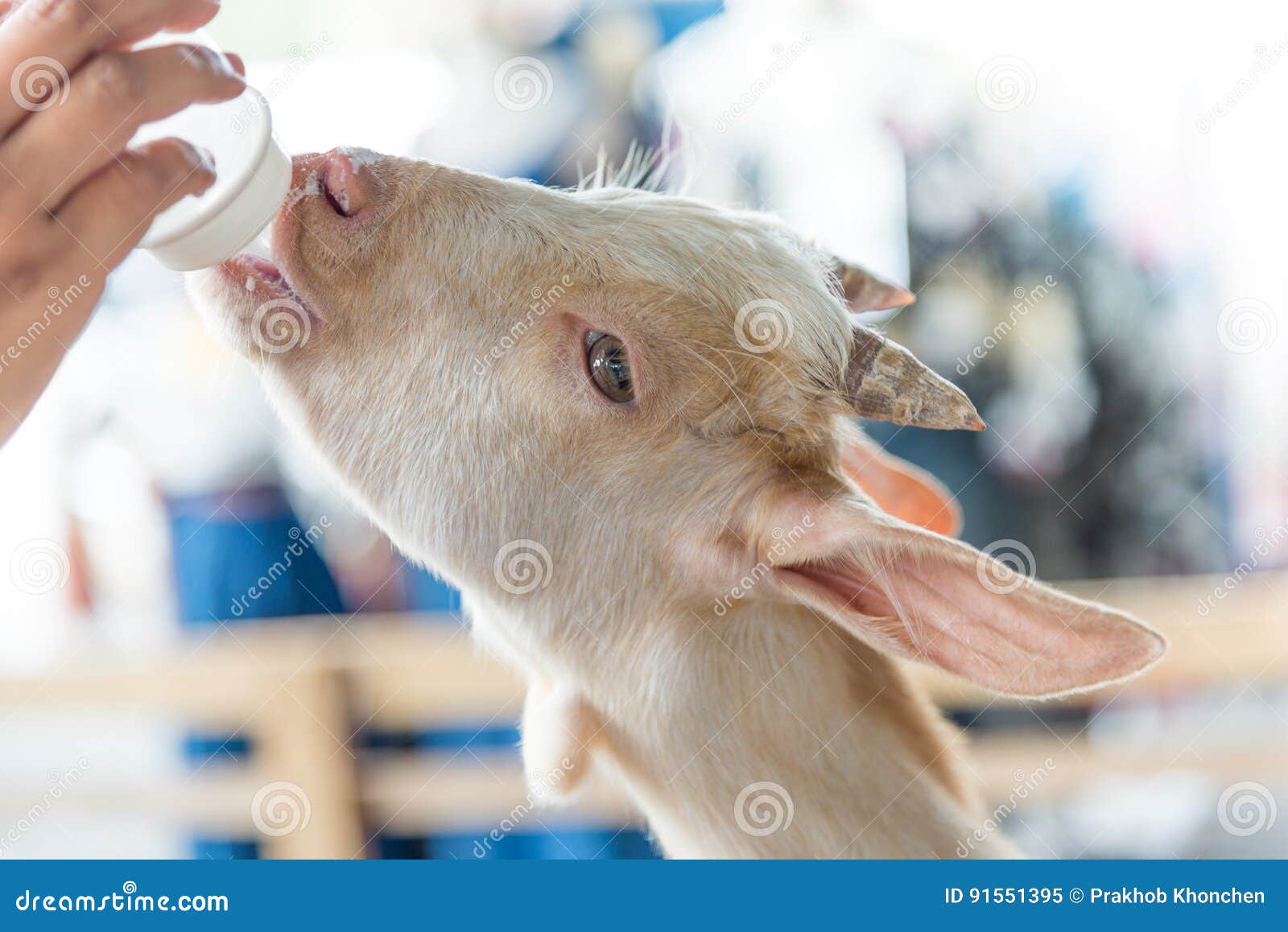 A Small Billy Goat Being Feed with Milk in a Bottle. Stock Image ...