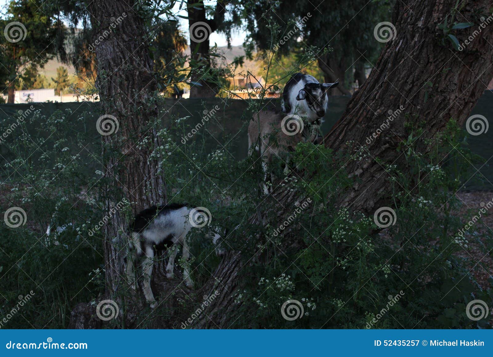 Small Billy Goats Climbing a Tree Stock Image - Image of close, nanny ...