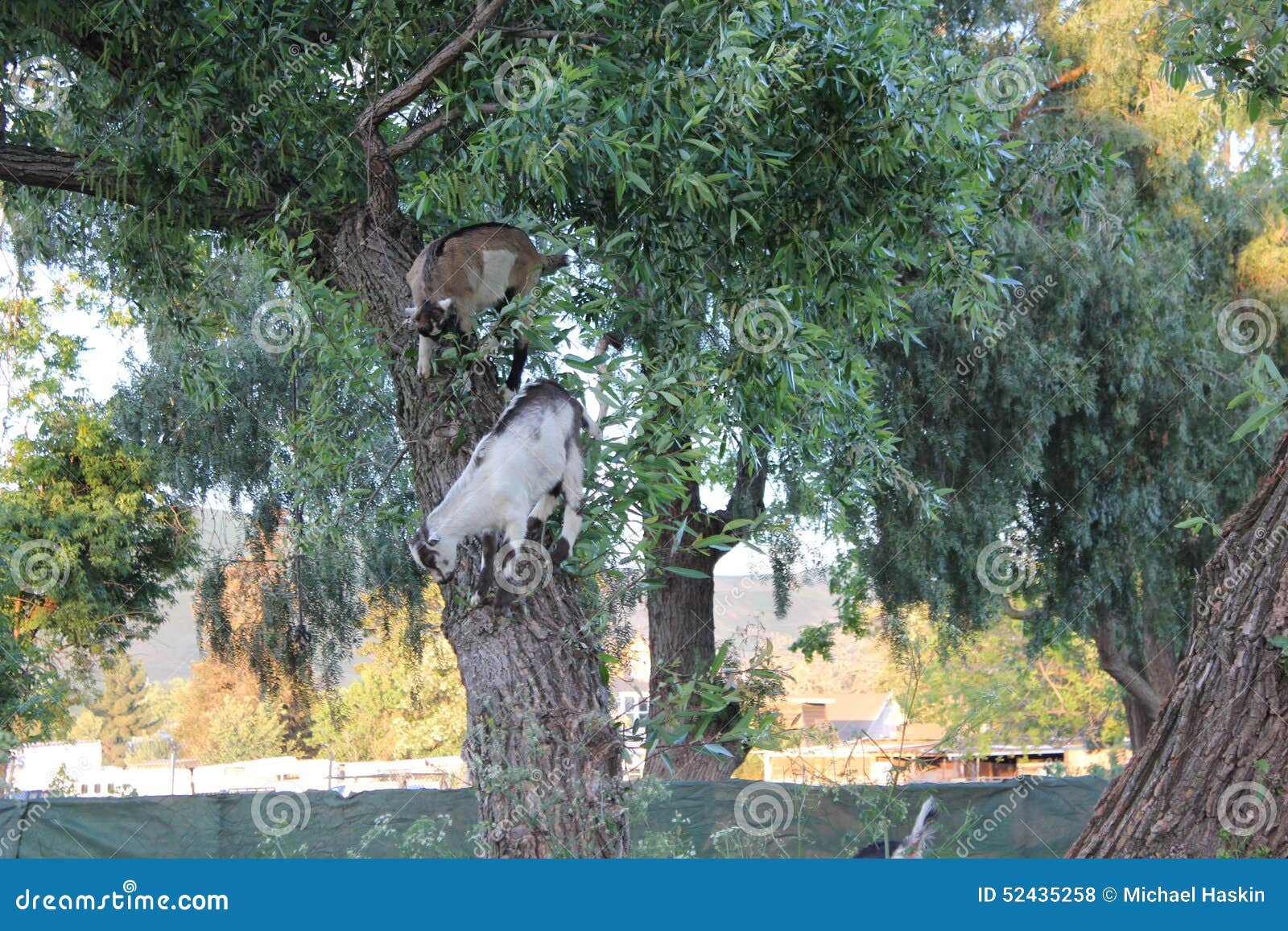 Small Billy Goats Climbing a Tree Stock Photo - Image of cute, spread ...