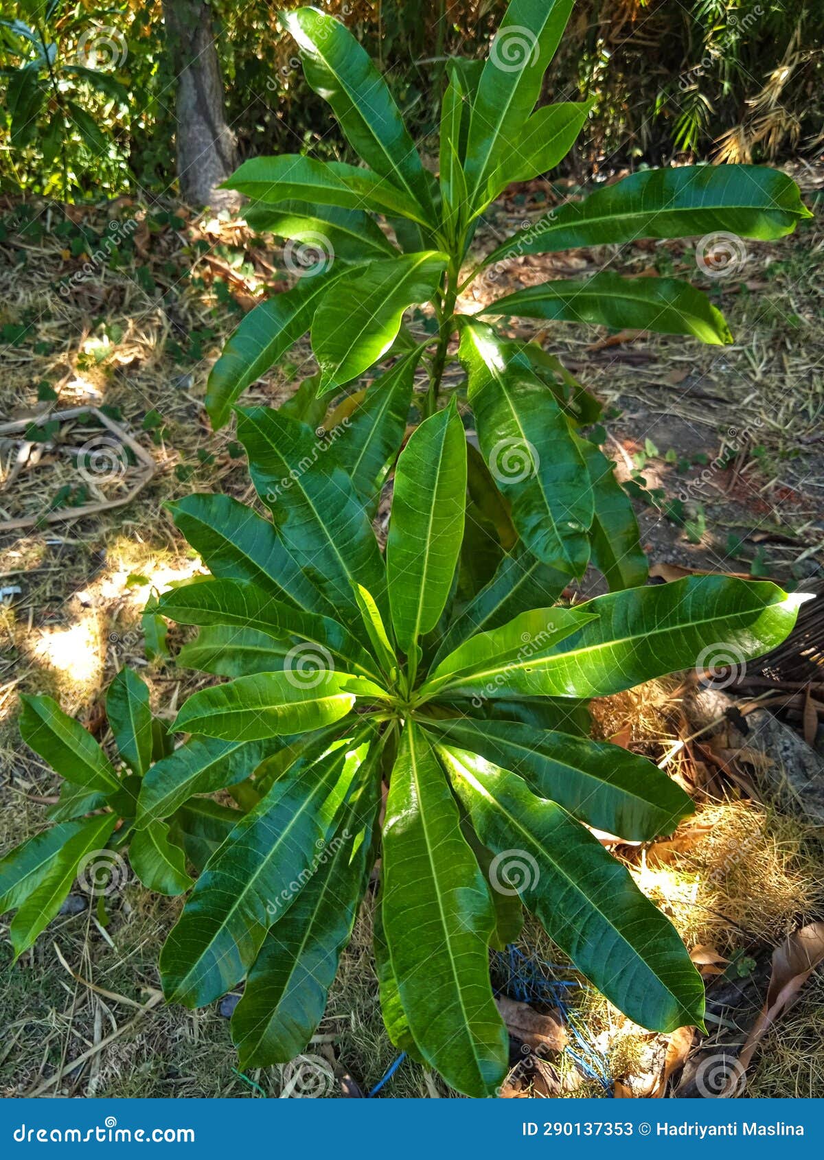 A Small Binjai Mango Tree that Grows Wild Stock Image - Image of grows ...