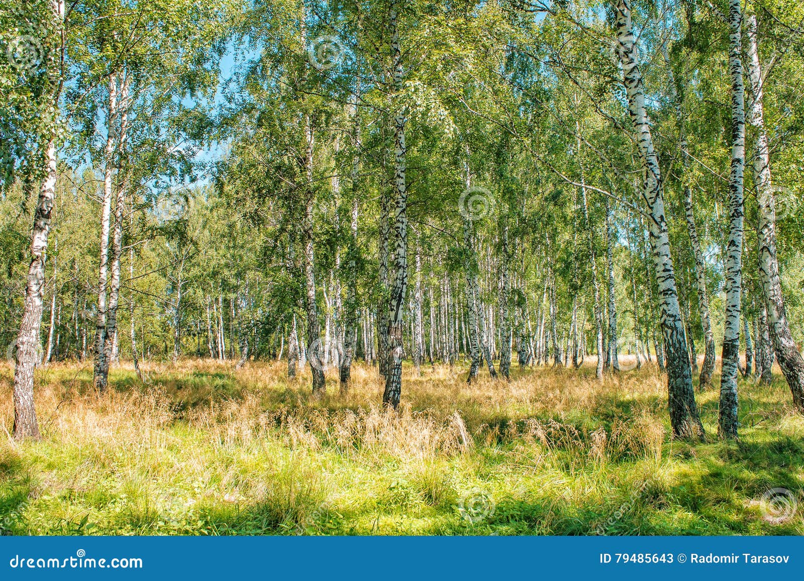 Small birch grove stock image. Image of bark, environment - 79485643