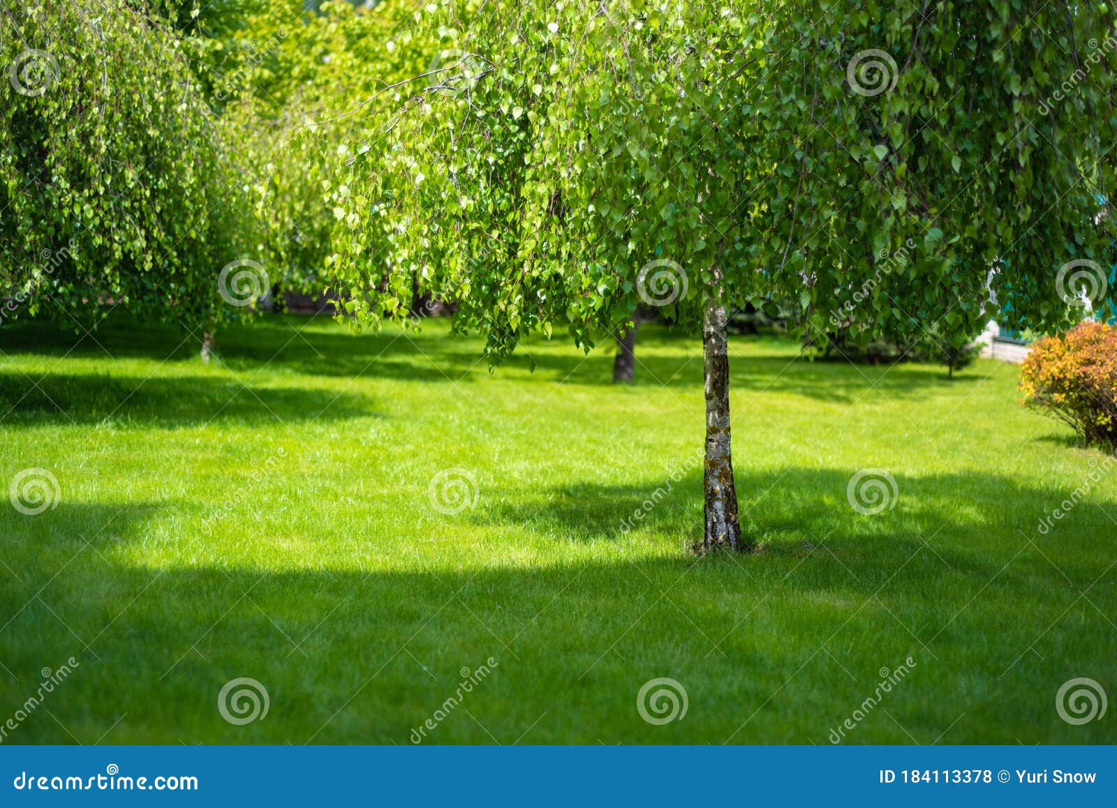 A Small Birch Tree in the Backyard Stock Photo - Image of competition ...