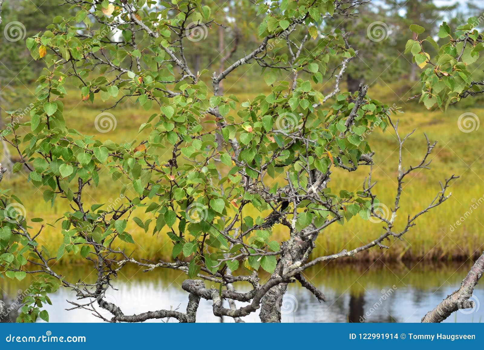 Small Birch Tree Close Up in Front of a Small Water Stock Photo - Image ...